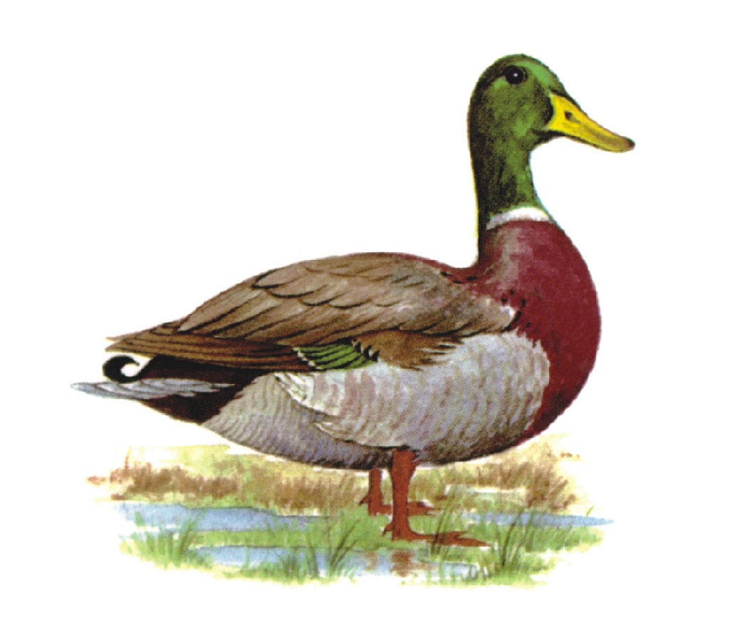Pato do Canadá - 80 mm ( 12 unids. ) - Decalques Novo Tom - O ...
